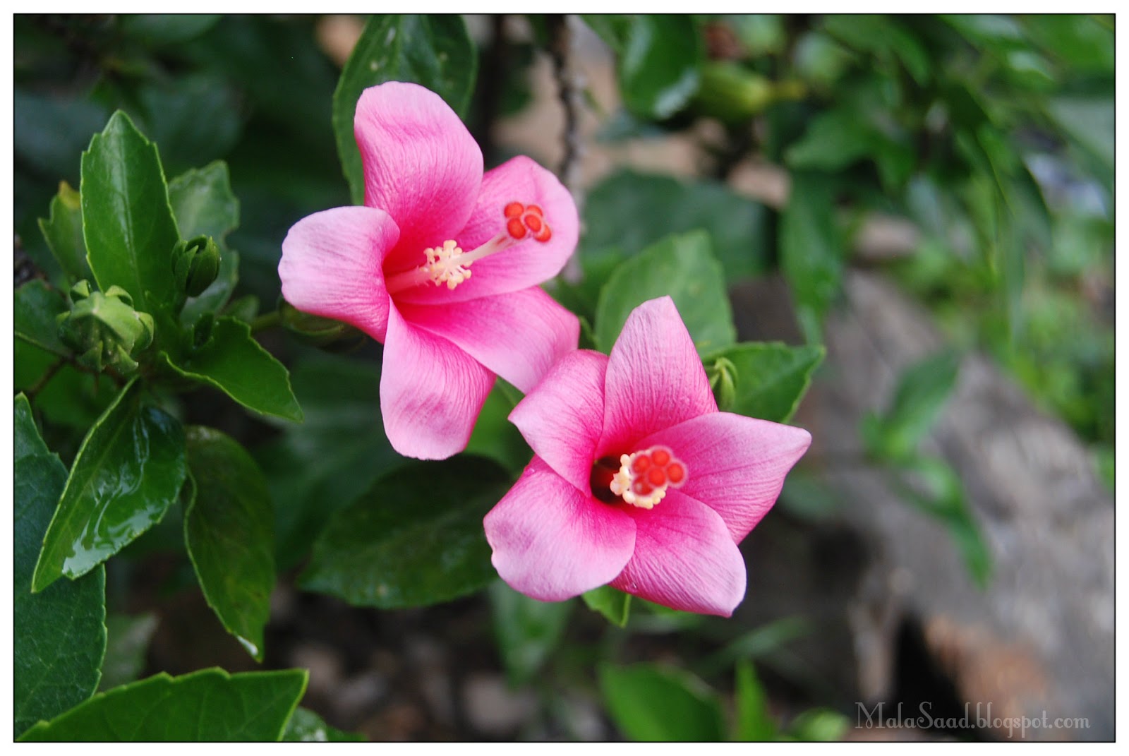 My Green Eye's: Bunga Raya: Hibiscus