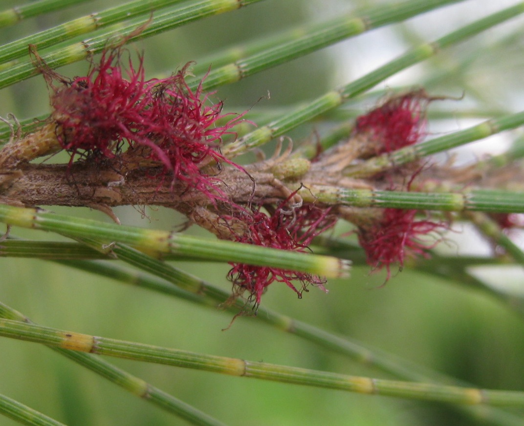 Trees of Santa Cruz County: Casuarina equisetifolium - Casuarina