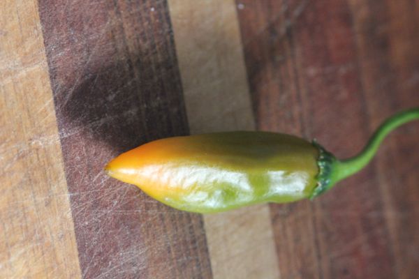 Mudflower: Aji Amarillo