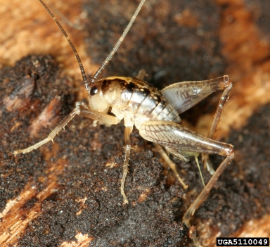 NC Urban Pests: Insect of the Week - The Camel Cricket