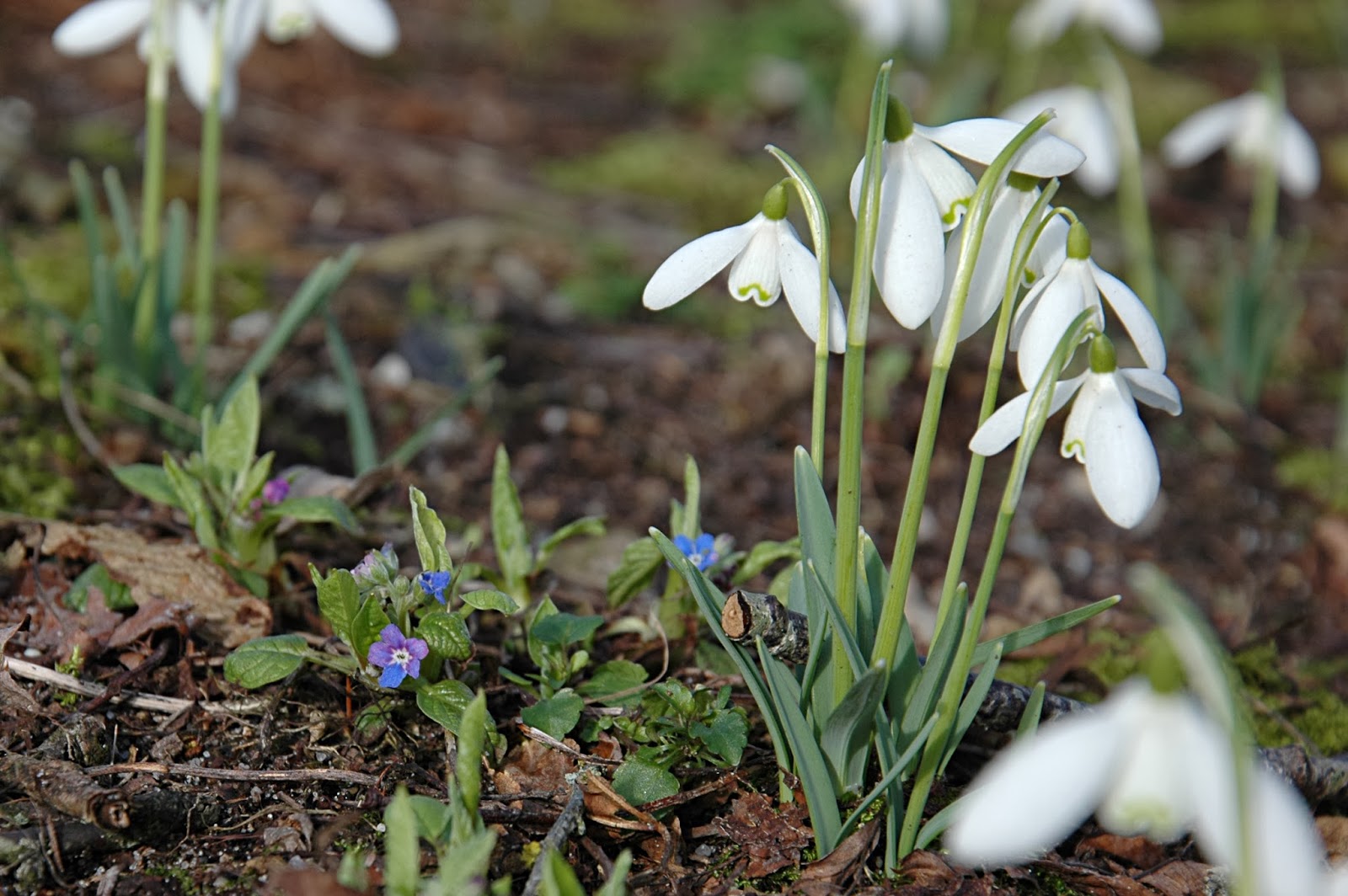 Mit grønne univers: Blomster i februar.
