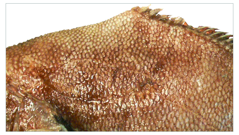 We've been expecting you Dr. Jones...: Oreos—once bitten...