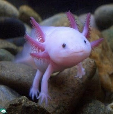 animales: ajolote mexicano