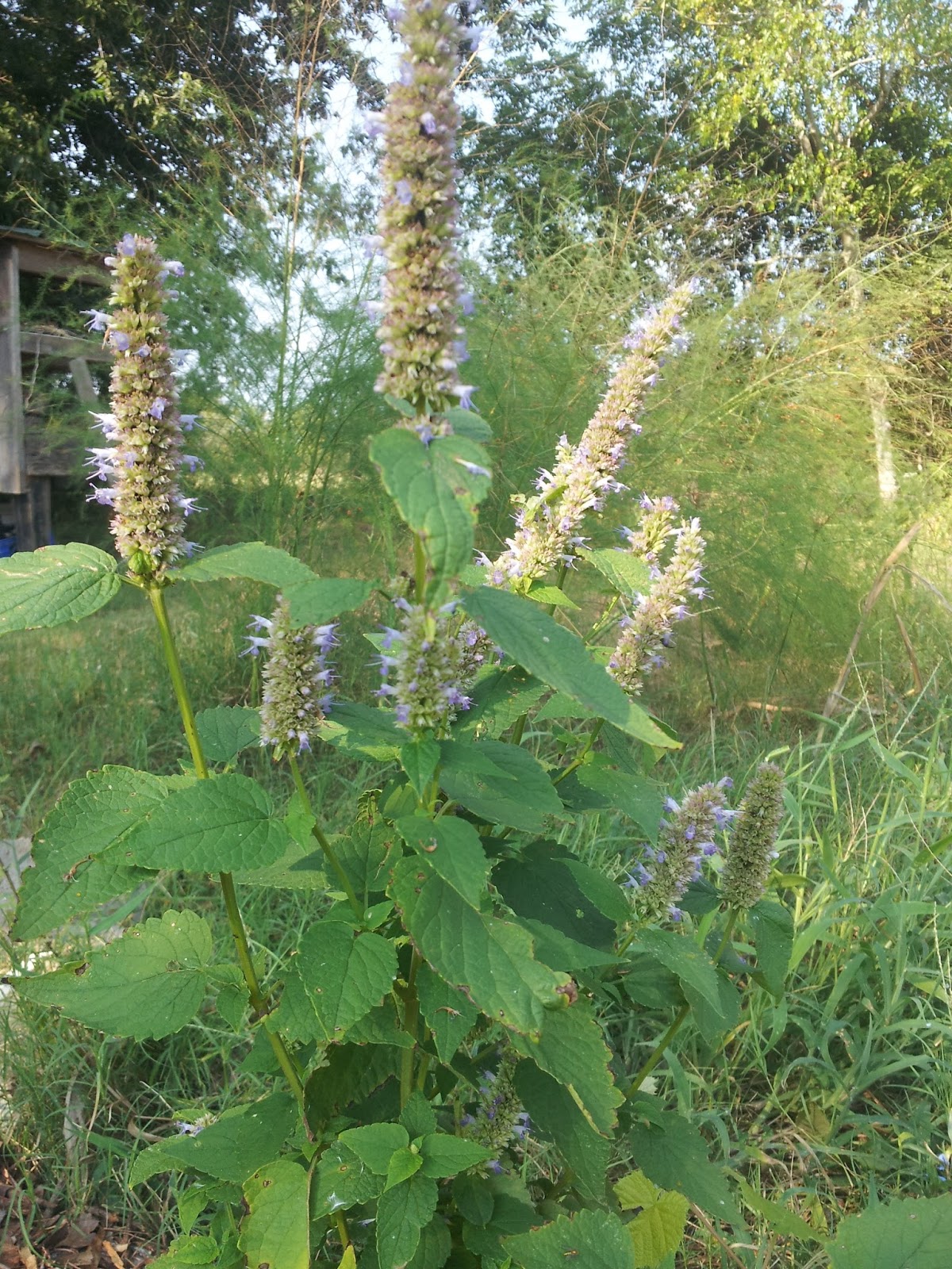TSG: Korean Hyssop: Herbal Benefits In The Southern Garden