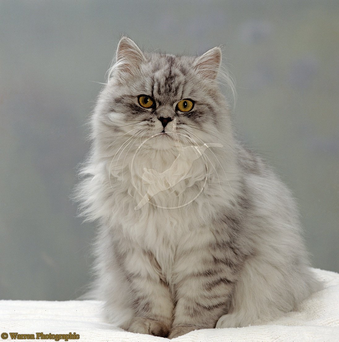 Mačke: Persijske mačke