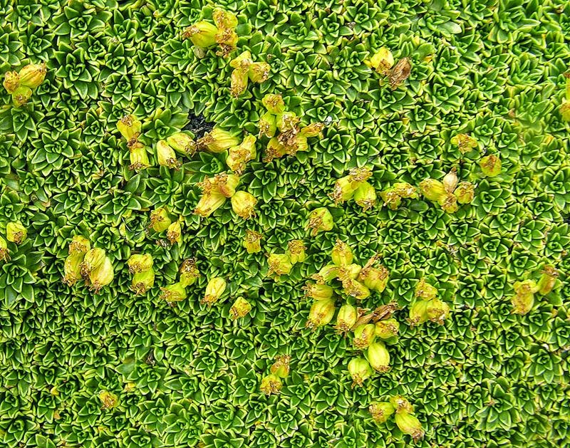 Ritebook: Yareta or Llareta | The 3,000 Years Old Plant