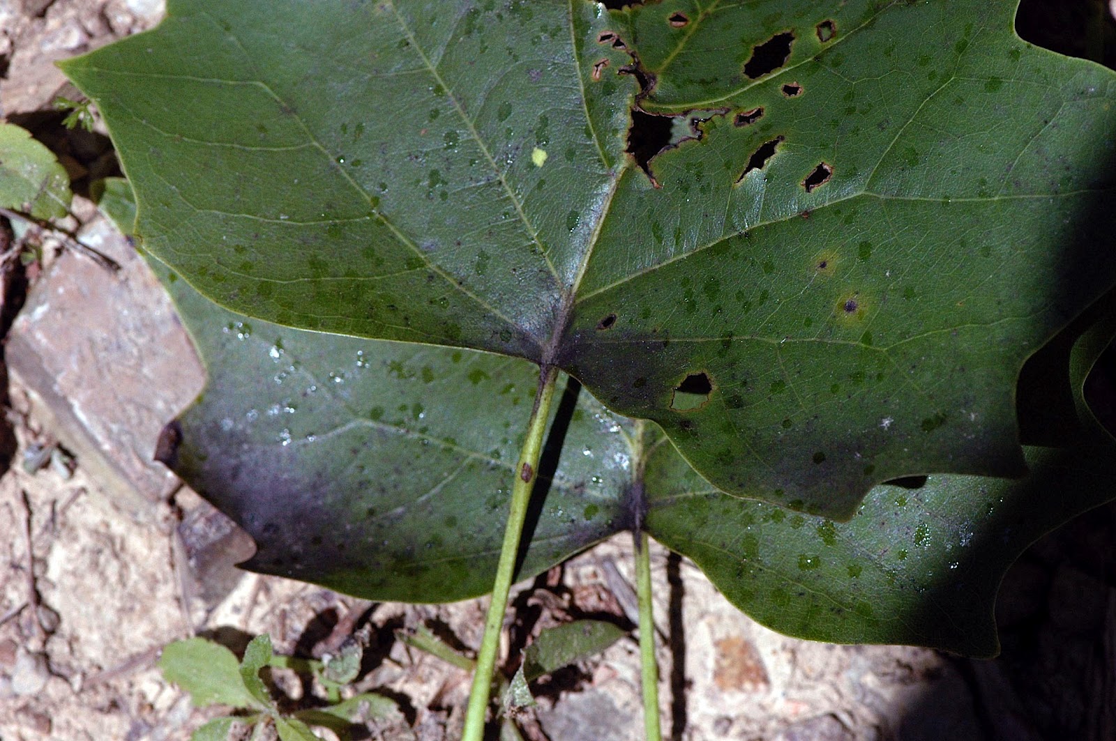 Field Biology in Southeastern Ohio: More on Tuliptree Scale