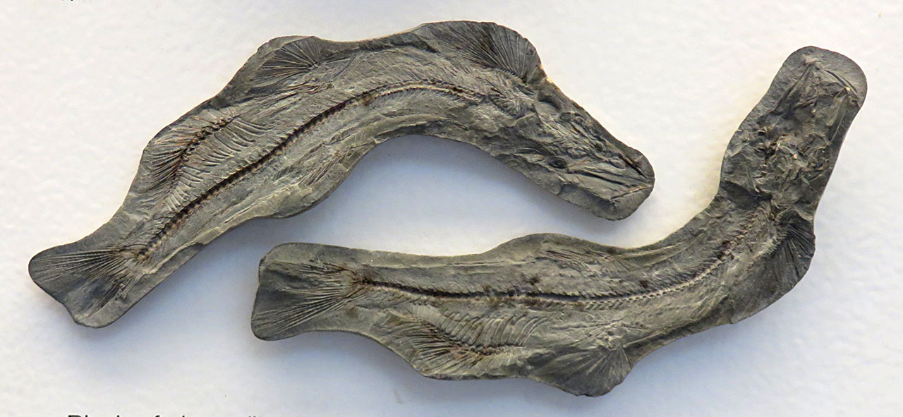 Louisville Fossils and Beyond: Fish Fossils from Greenland