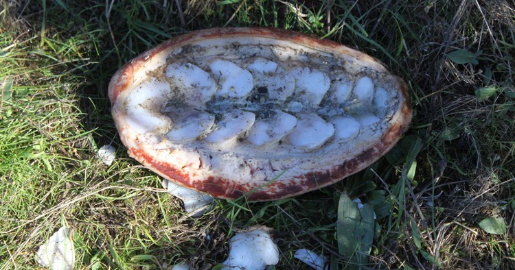Gumboot Chiton Plates