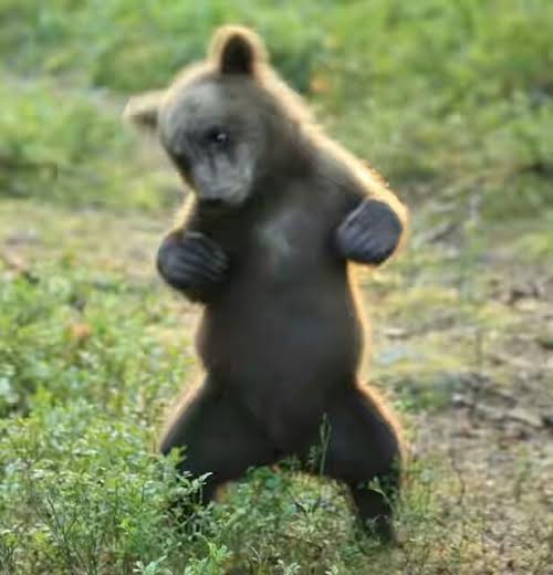 Check out this adorable bear cub's dance moves