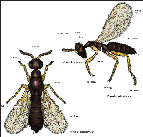 Cuthbert - 7th Grade Science Day to Day: October 25th - The WOWBug!