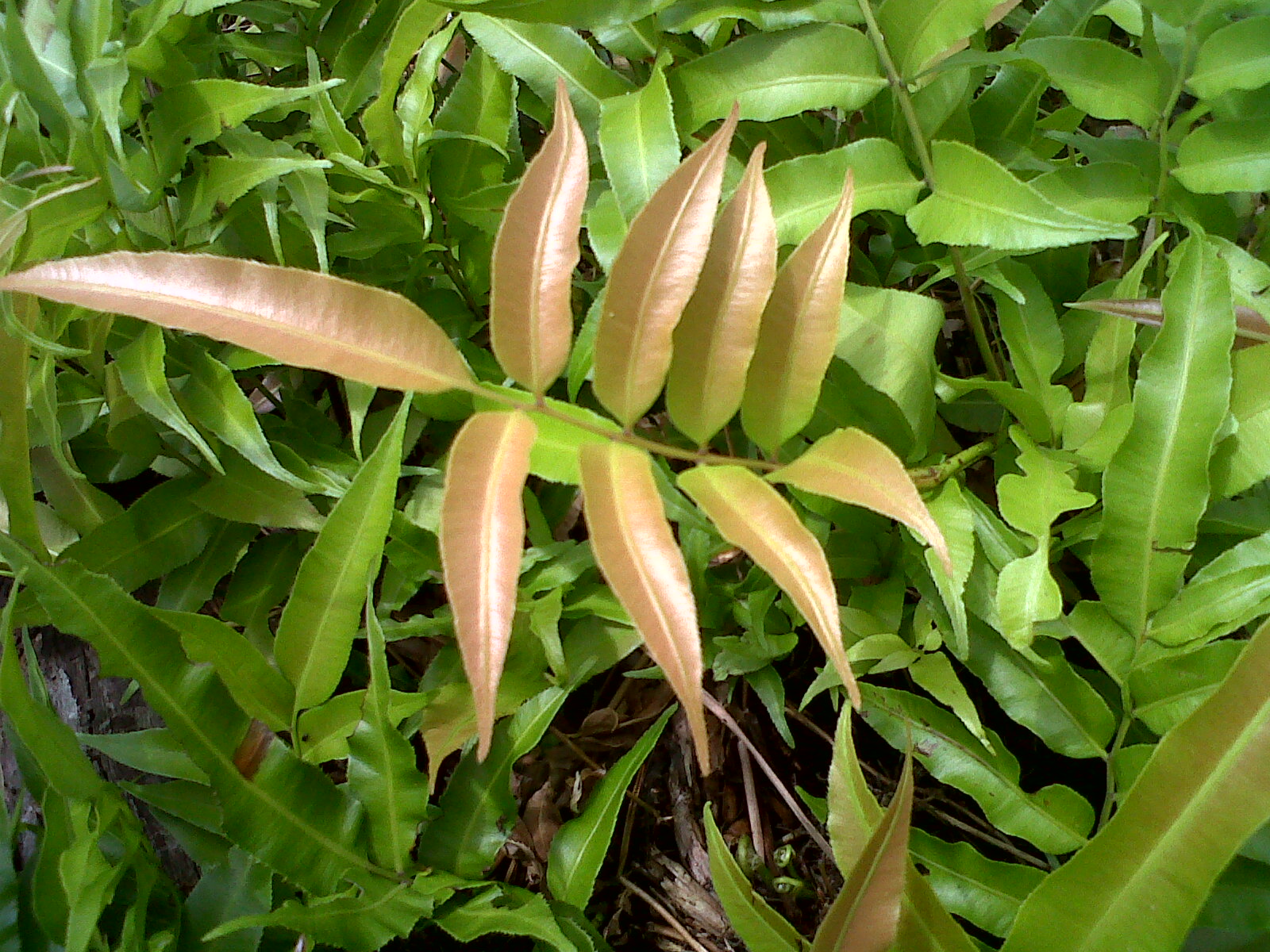 Kalakai (Stenochlaena palustris)