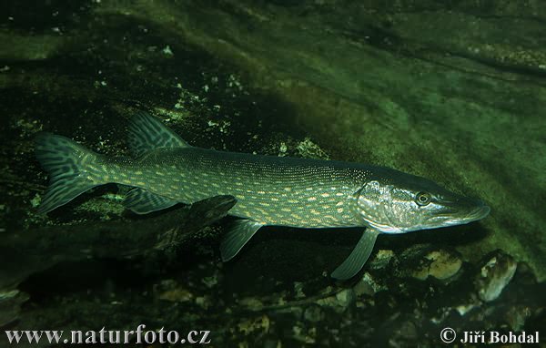 Northern Pike (Esox Lucius) | Malioboro