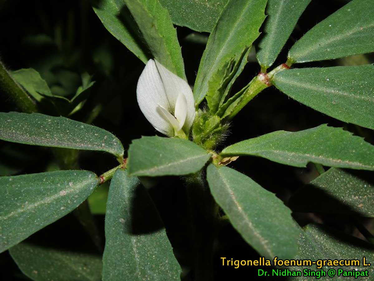 Medicinal Plants: Trigonella foenum-graecum, Fenugreek, Methi, menthulu ...