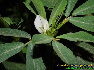Medicinal Plants: Trigonella foenum-graecum, Fenugreek, Methi, menthulu ...