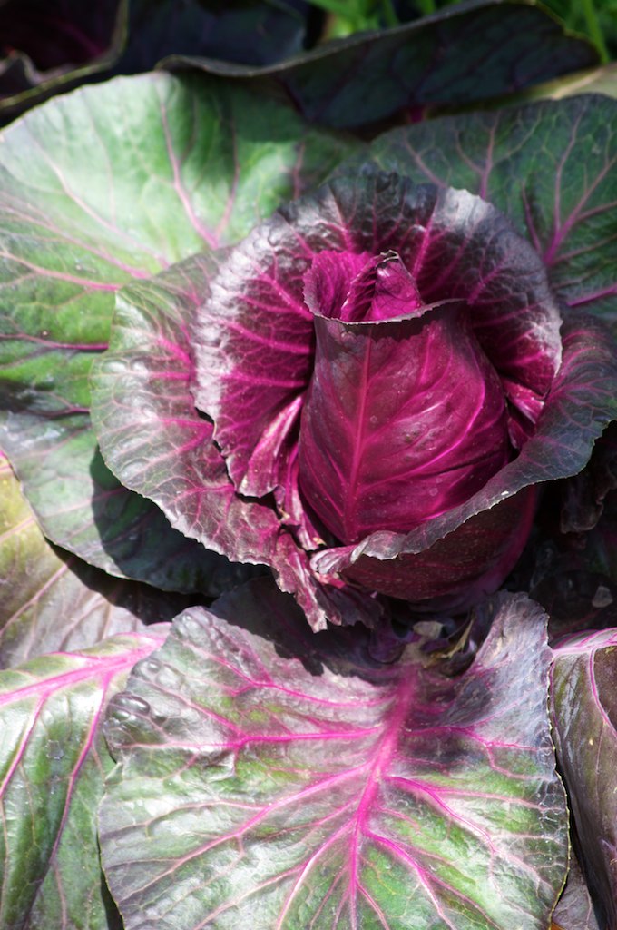 Photographer's Garden: Chelsea 2011: M&G Garden