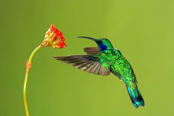 Bellas Aves de El Salvador: Colibri thalassinus (colibrí de oreja violeta)