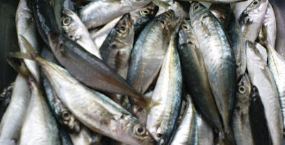 Fakta Ikan Selayang (Ikan Sardin)