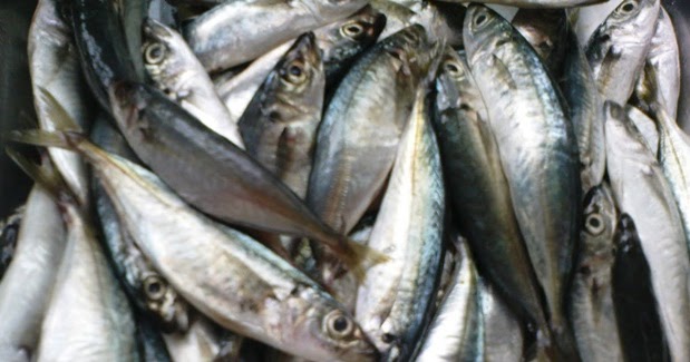 Ikan Basung Atau Ikan - GiannateIbarra