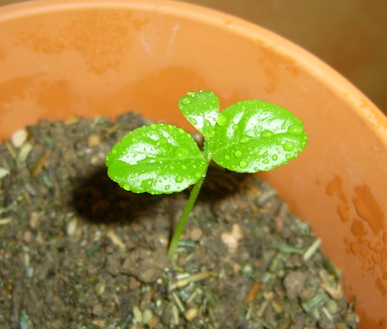 Le jardin : une passion qui pousse en moi comme une graine de plante ...