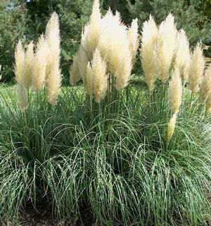 Cortaderia selloana o Cortaderia- Descripción, cultivo y cuidados
