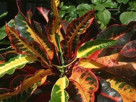 Membuka Wawasan Pertanian: PURING