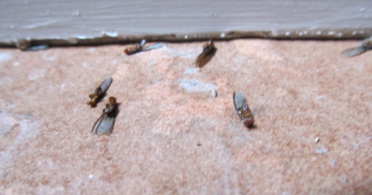 Arizona's Termite Expert: Drywood termites in Phoenix