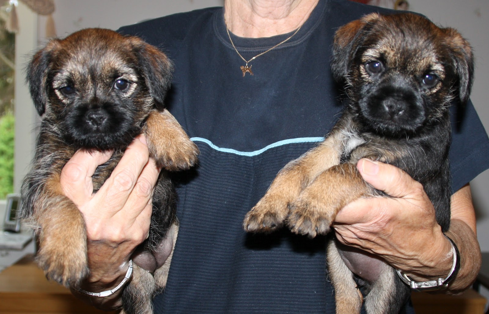 TOJTAS KENNEL: BORDER TERRIER VALPAR 7 VECKOR
