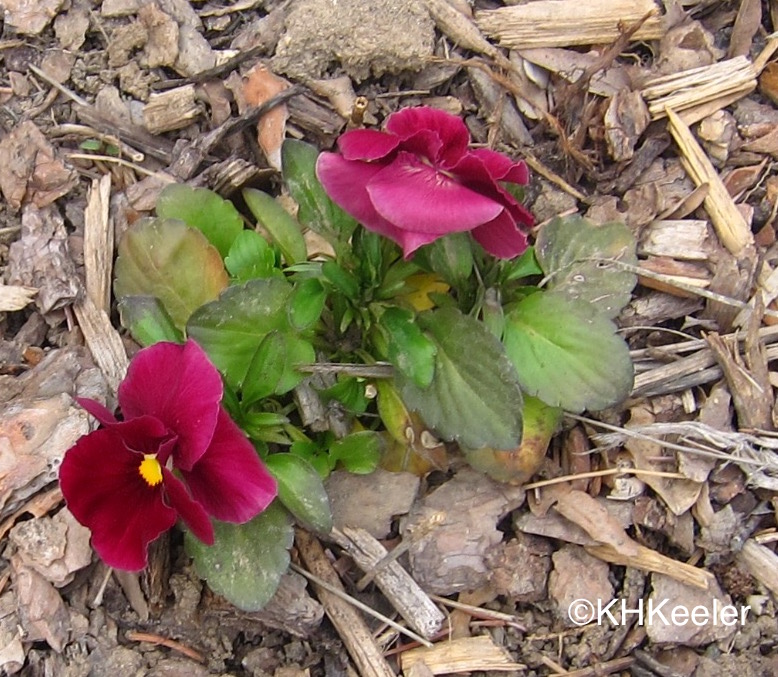 A Wandering Botanist: Plant Story--A Tribute to Pansies, Viola species