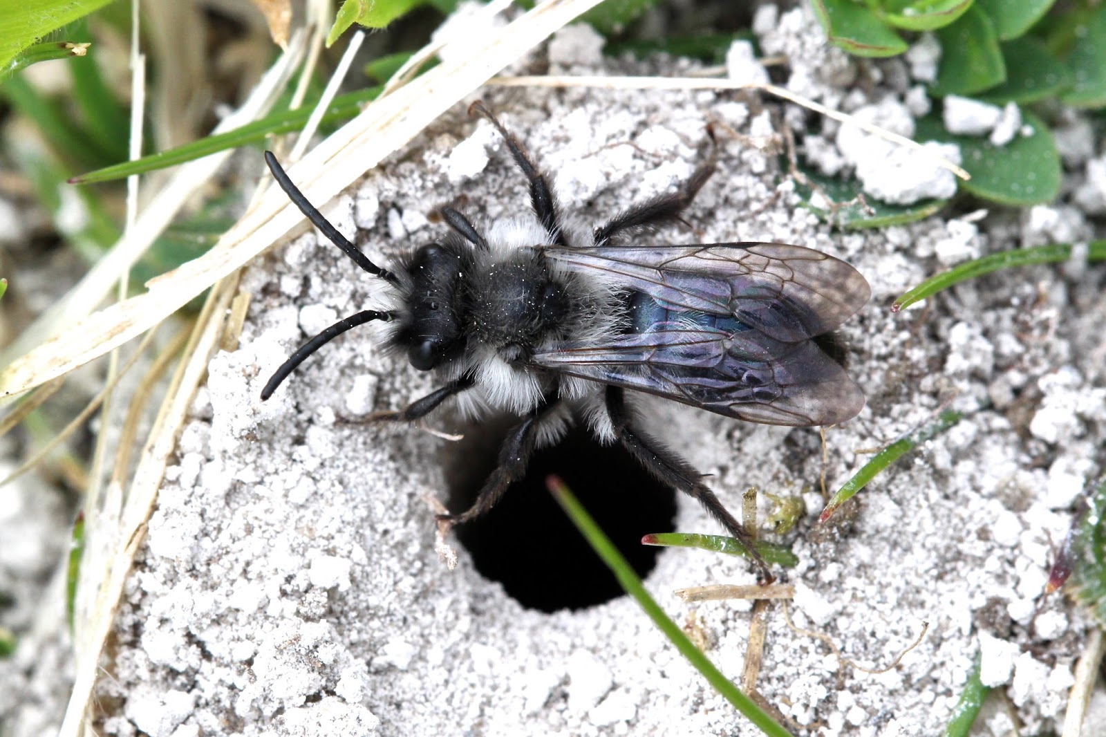 TrogTrogBlog: Bee of the week - Ashy mining bee