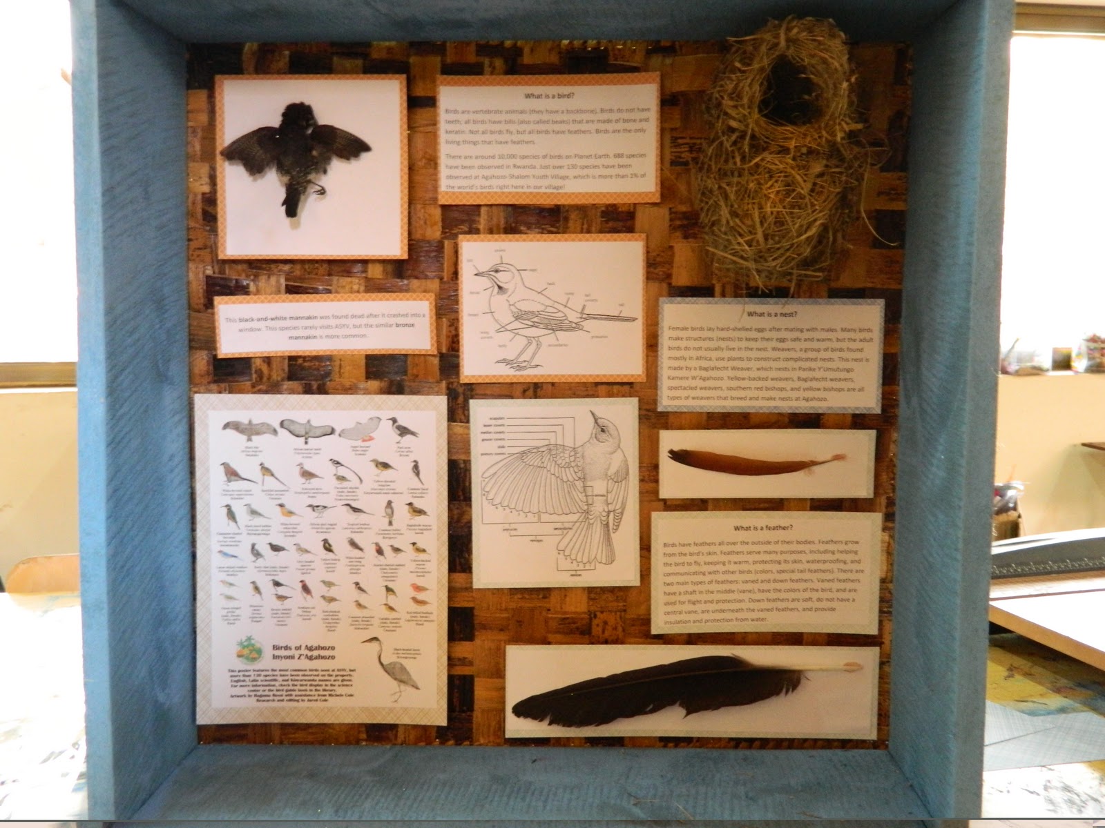 Earth on the Wing: Reflecting on 2011, a big year in birds