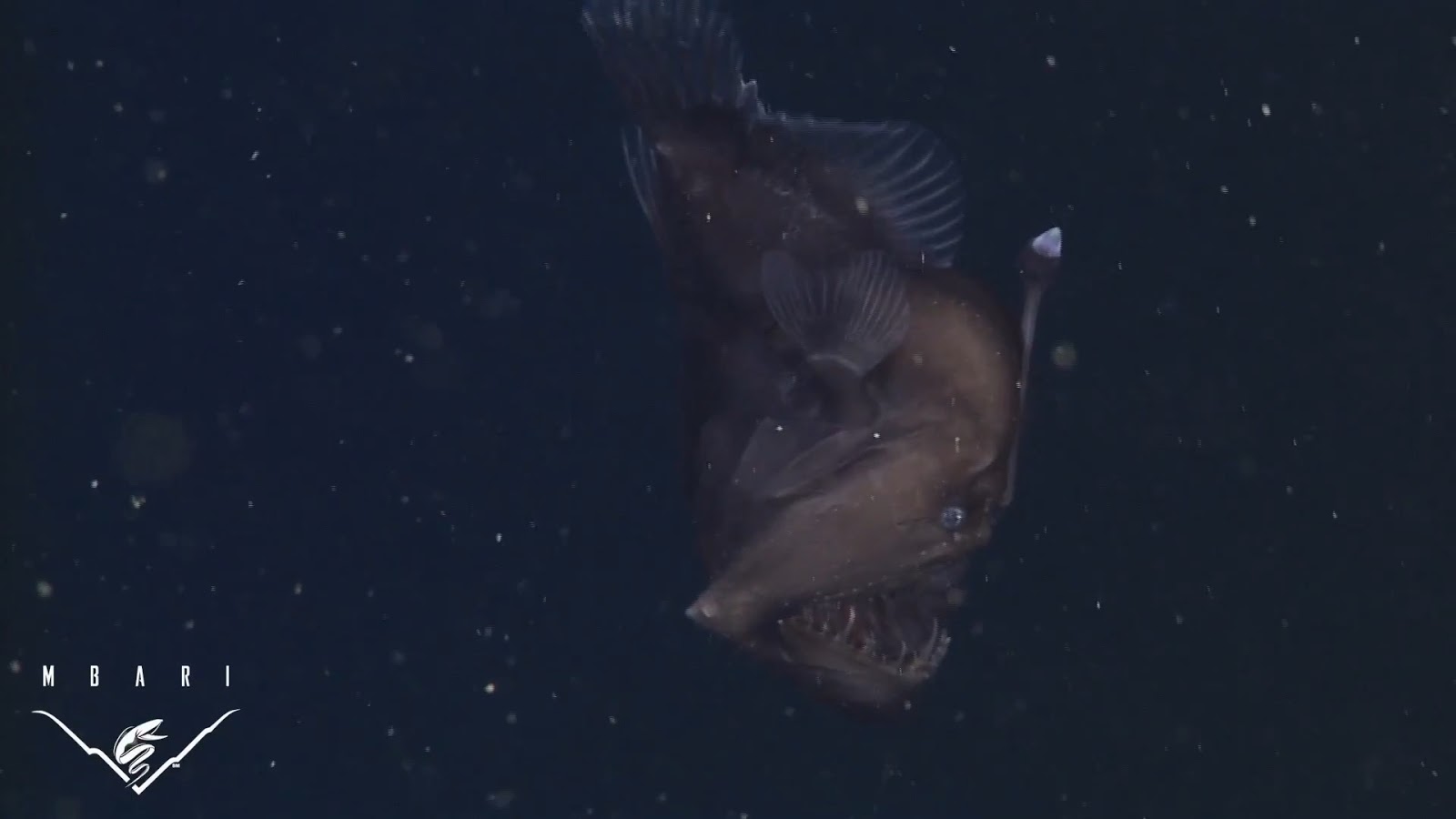 Real Monstrosities: Black Sea Devil