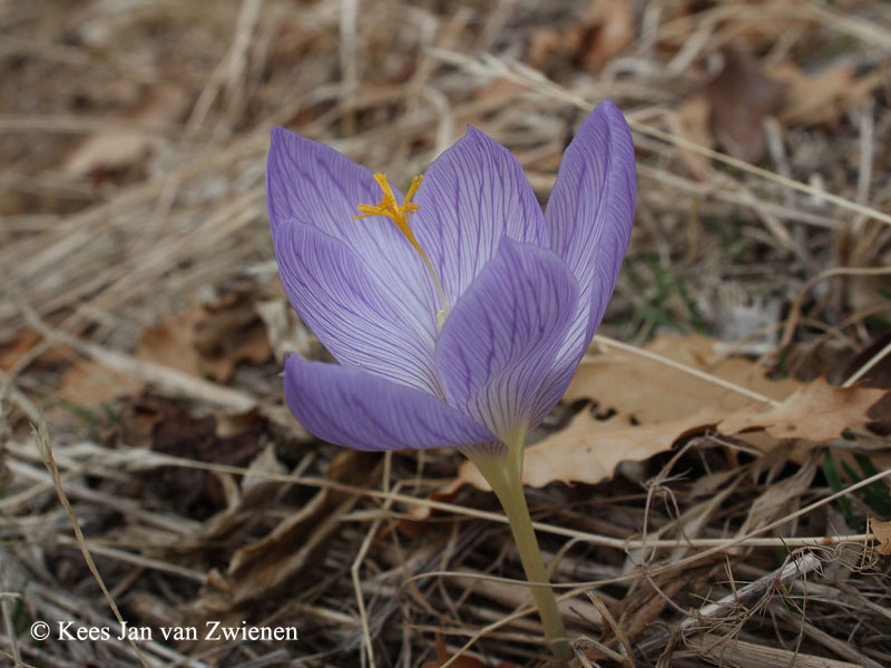 The Country Of Crocuses: Crocus kotschyanus subsp. hakkariensis