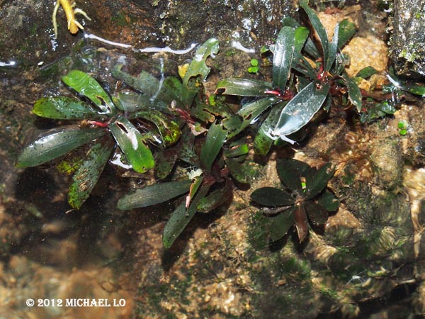 The rainforests of Borneo & Southeast Asia: Bucephalandra diabolica ...