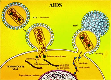 Replikasi dan Sintesis Virus HIV - Biologi Edukasi: Belajar Sains Biologi