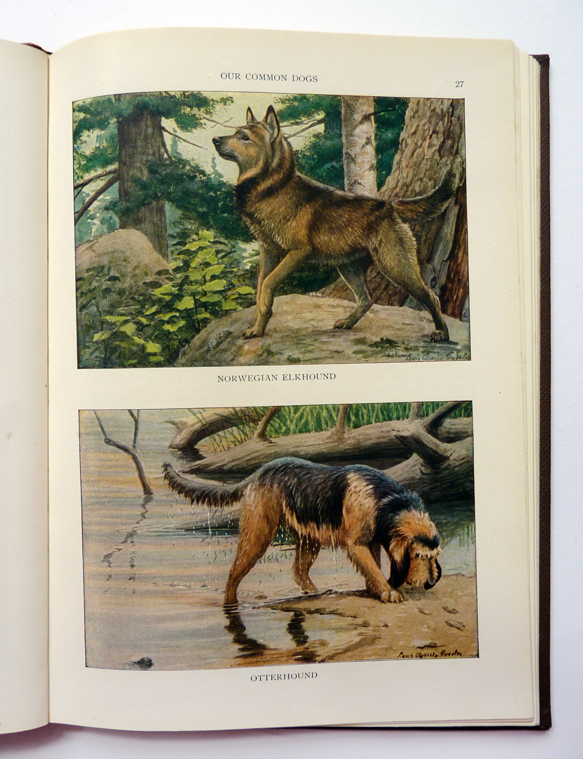 turning pages: Book of dogs