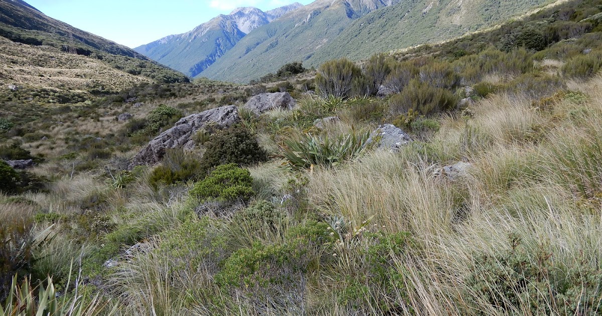 The Phytophactor: Subalpine context