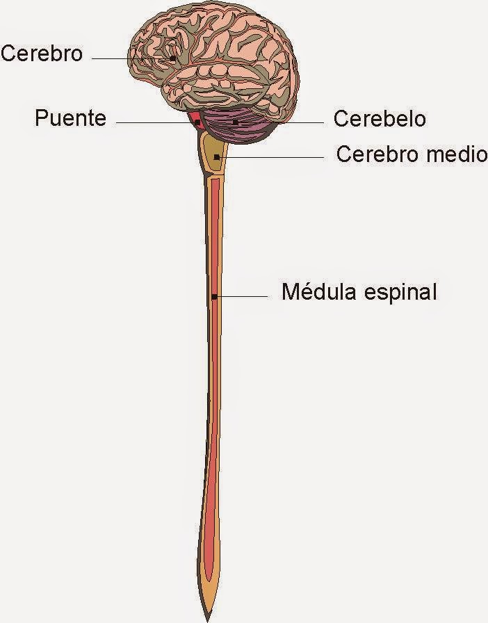 Neuropsicología: CEREBRO Y CONDUCTA