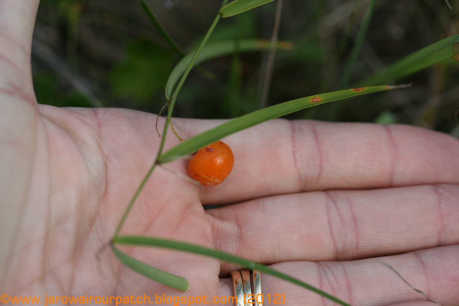 Wombat Berry (Eustrephus latifolius) 20/01/12