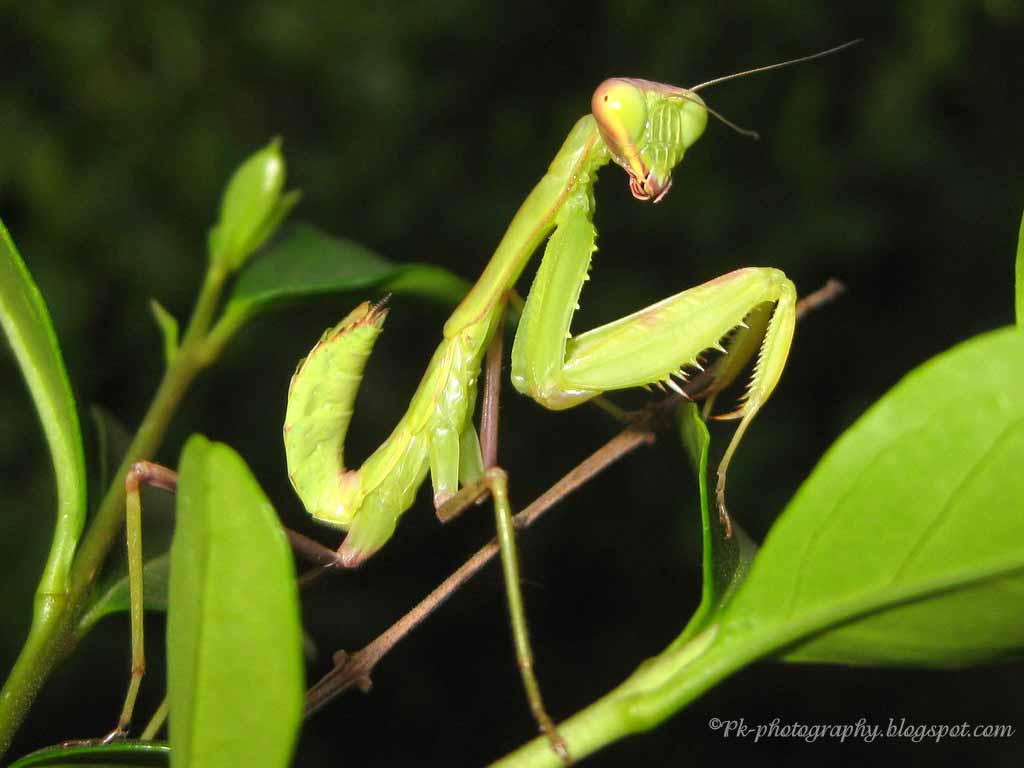 Praying Mantis Pictures | Nature, Cultural, and Travel Photography Blog