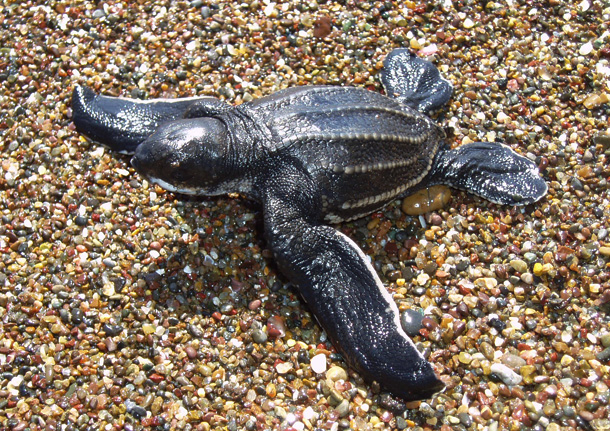 Animales en peligro de extinción: La Tortuga Baula