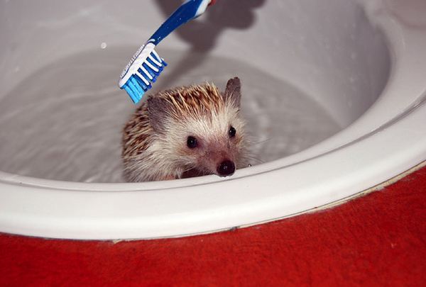 25 Cute animals taking baths (25 pics) | Amazing Creatures