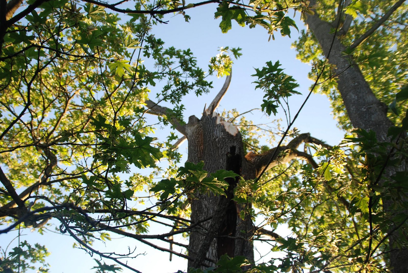 Blooma Tree Experts LLC