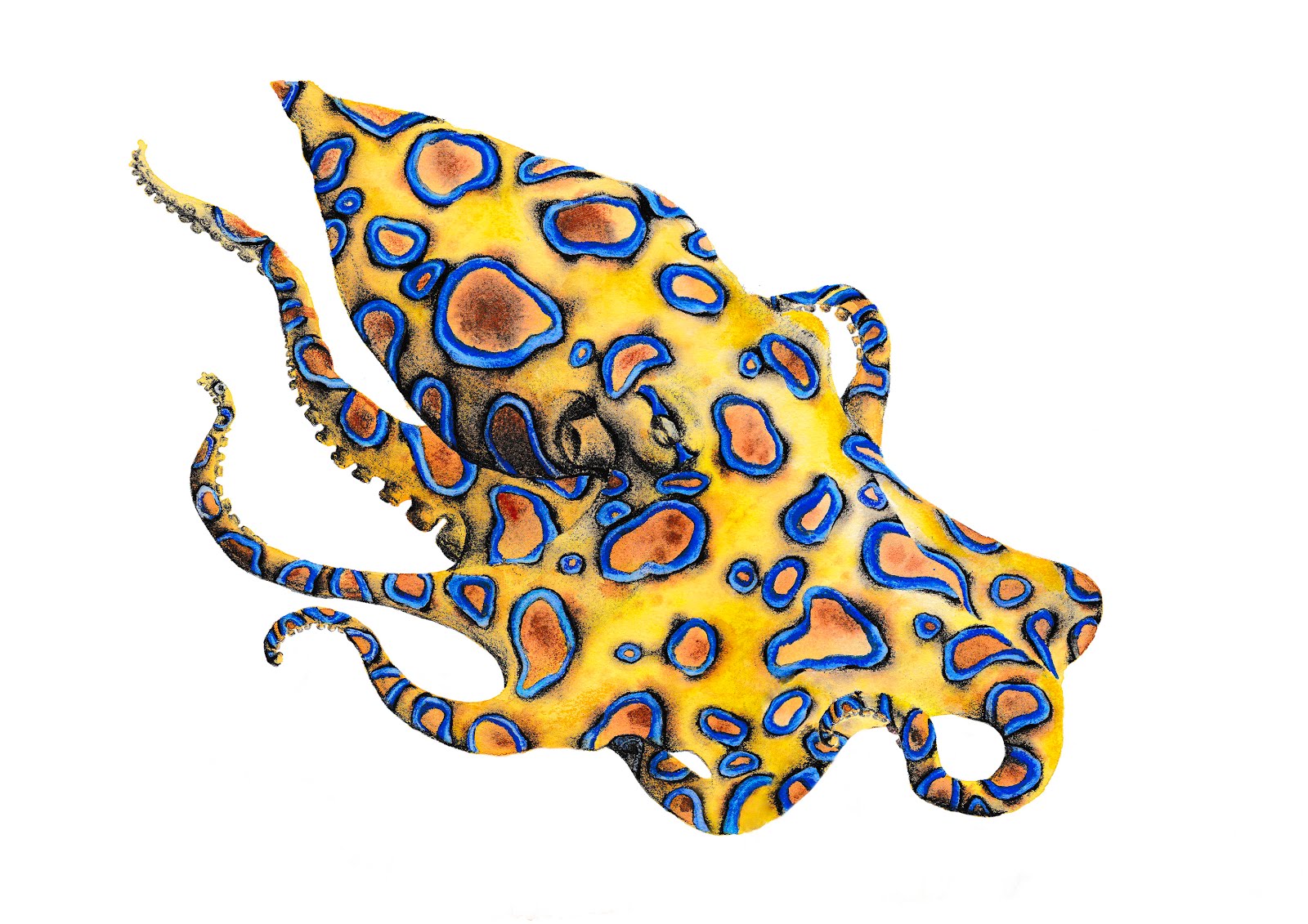 Pulpo de anillos azules - Christa Soriano Michel