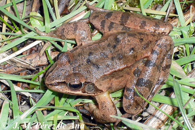 Sierra Sálvada: Rana ágil en la charca de Bigandi