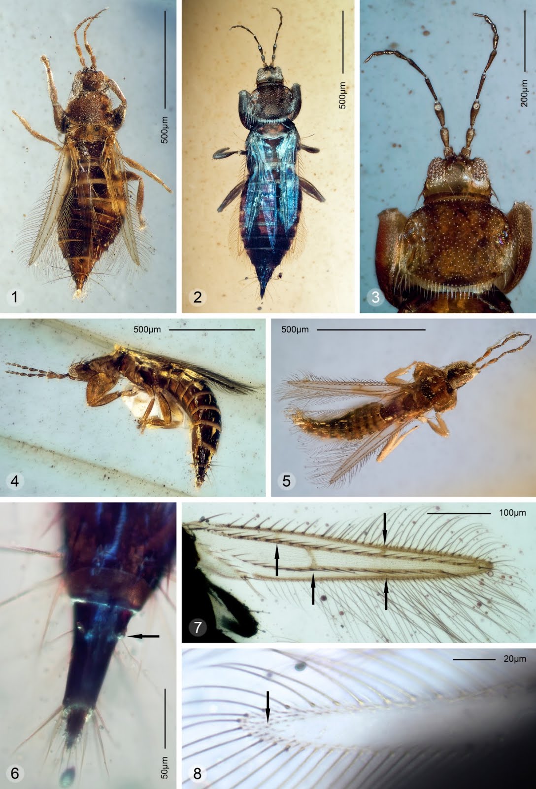 Species New to Science: [PaleoEntomology • 2018] A First Survey of ...