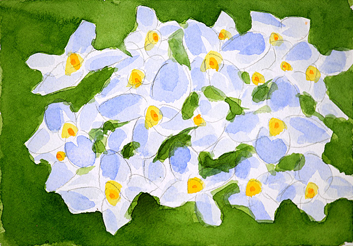 The Art of Bruce: Azure Bluets Three Studies