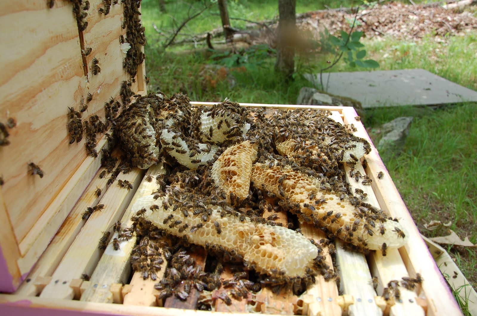 Stuart's Wildlife Art Blog