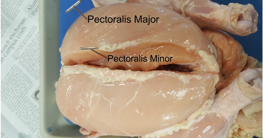 Exploration of Anatomy & Physiology : Chicken Muscle Dissection