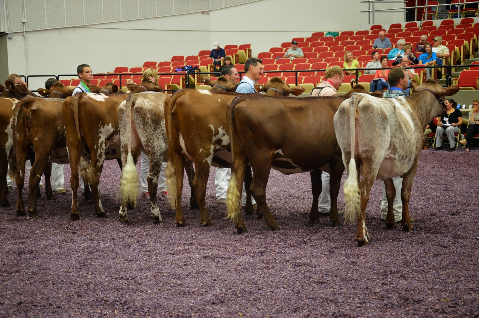 NEWS: International Milking Shorthorn Show- Heifers
